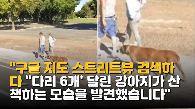 강아지숲 반려견 동반 워터파크 네이처풀 하이시즌·야간개장 밤산책 7월 20일 개장 애니멀 플래닛