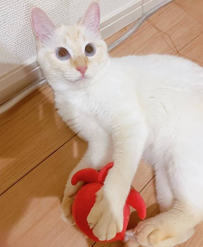 문어 인형 사서 선물해줬더니 두 발로 벌떡 일어서서 앞발로 꼭 붙잡은 고양이의 반응 애니멀 플래닛