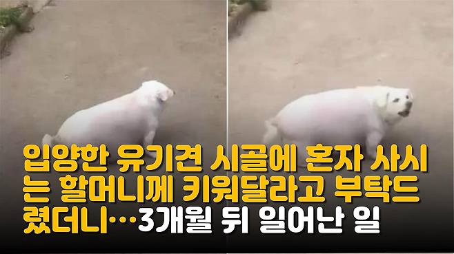 한손으로 고양이 안은 상태에서 펜으로 고양이 그림자에 눈·코·입 그리자 벌어진 일 애니멀 플래닛