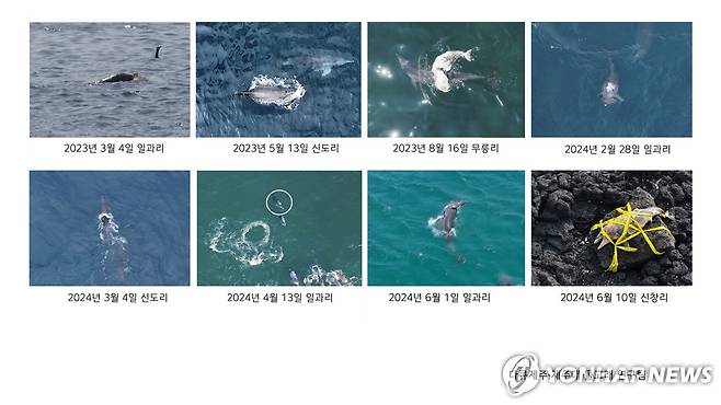 새끼 남방큰돌고래 죽어간다1년여간 10마리 이상 폐사