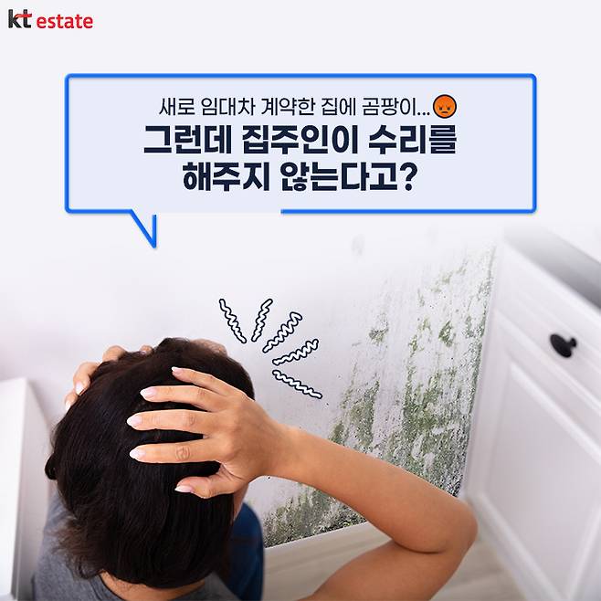 곰팡이 피었는데 집주인이 알아서 살라고 합니다 해결법은 Kt 에스테이트