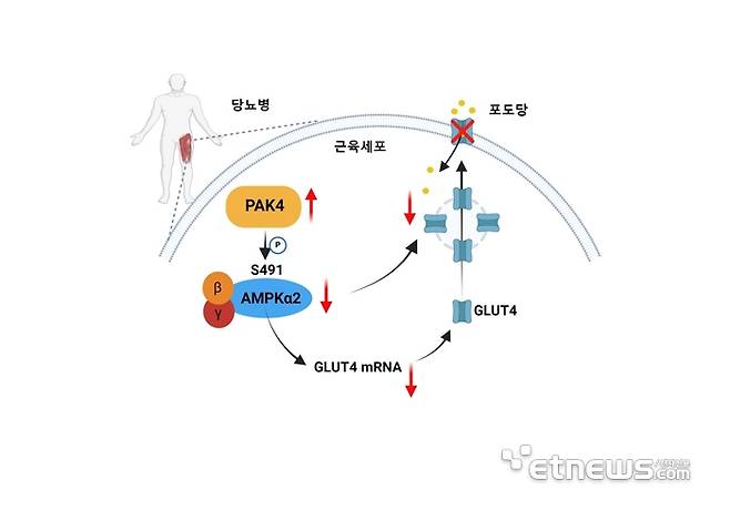 배은주 전북대 교수팀 당뇨병 치료 새 표적 단백질 발견