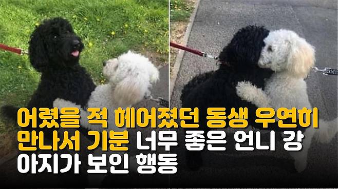 집안일로 바쁜 집사가 강아지들한테 우는 아기 좀 대신 봐달라고 부탁했더니 벌어진 일 애니멀 플래닛