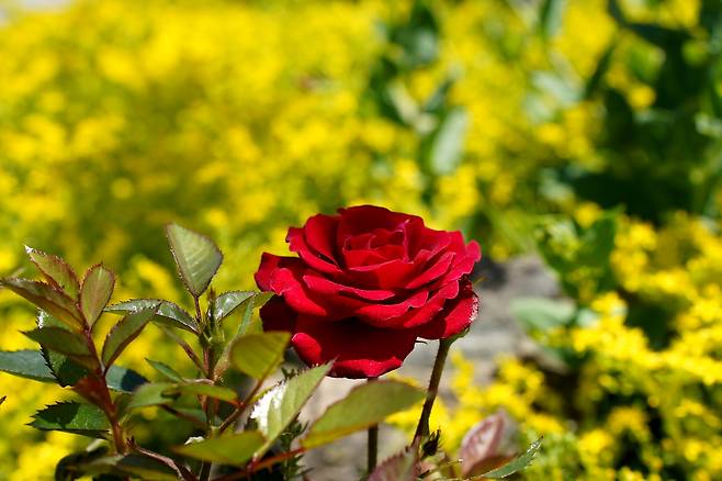 [A7M3 + Tamron 28-75 G2] 장비병을 고치는 방법은 | SLR클럽