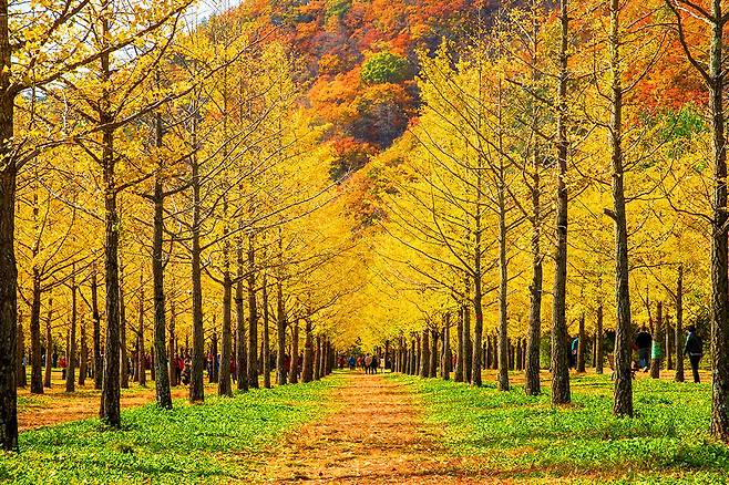 우리나라에서 가장 아름다운 10월은 여기 가을에 가봐야 할 전국 5대 은행나무 명소 여행을말하다