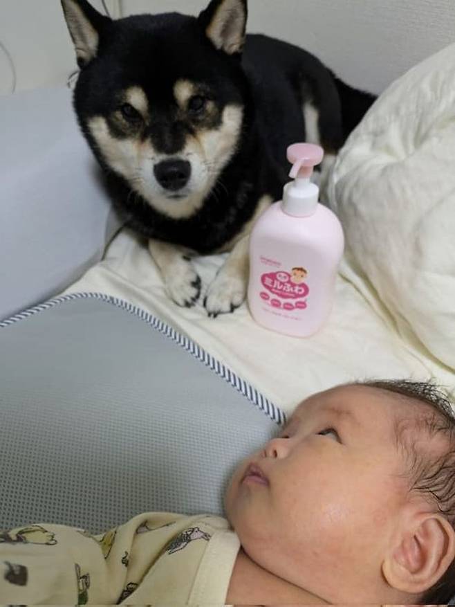 자기 뚫어져라 빤히 쳐다보는 아기 시선에 부담감 느낀 강아지의 표정 애니멀 플래닛