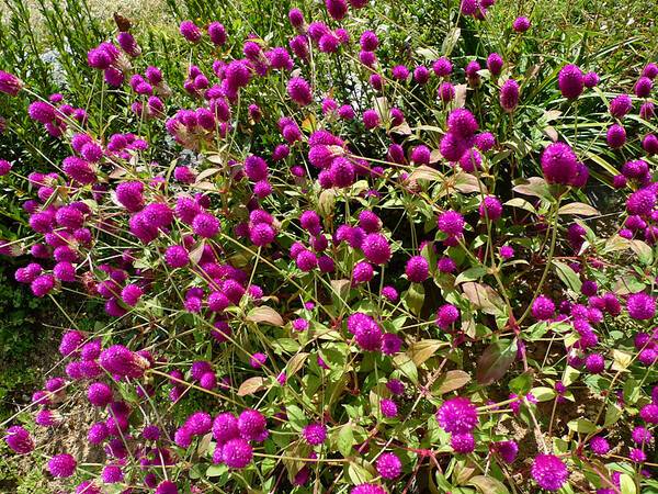 잘라서 꽃병에 꽂아둬도 3년은 간다천일홍common Globe Amaranth 생생비즈