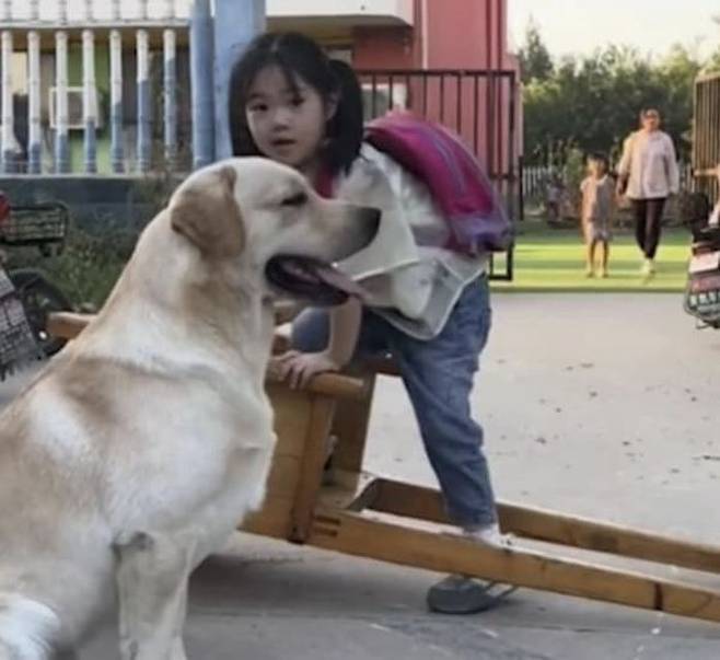 개인 운전사가 되어 매일 학교까지 아이 태워다 주는 래브라도 리트리버 애니멀 플래닛