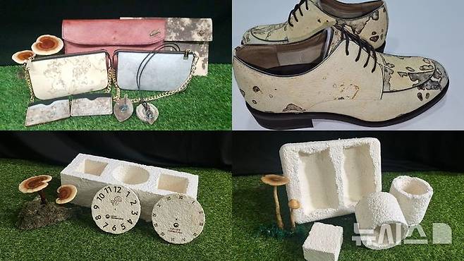 버섯으로 만든 포장재·가죽 상용화된다농진청 대량생산 기술 확보