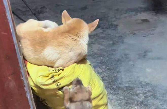 어미 개가 잠시 쉬는 방법 에펨코리아