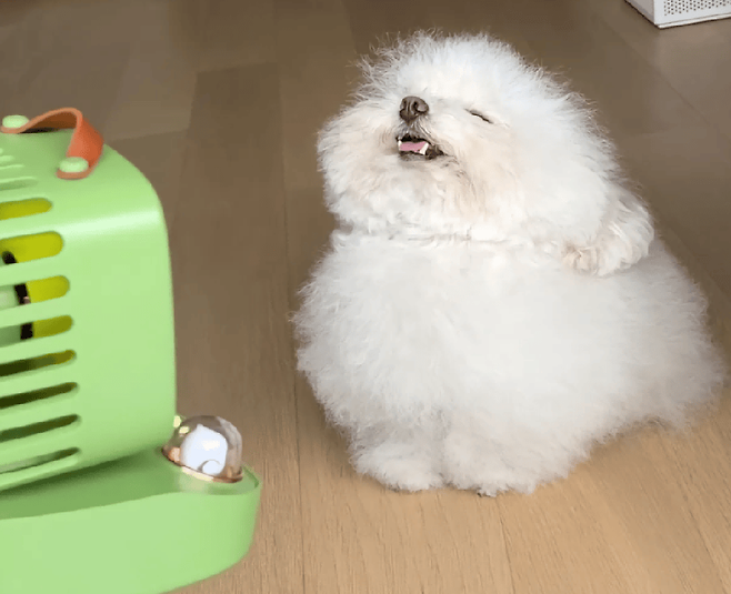 시원한 바람을 즐기는 강아지의 놀라운 방법 재미진