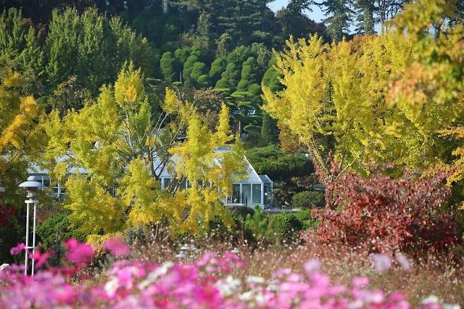 단 3주만 열리는 비밀의 단풍길 곧 닫히는 가을 명소 축제 여행탐구
