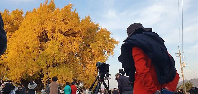 800년 된 은행나무 보겠다고 몰려든 사람들