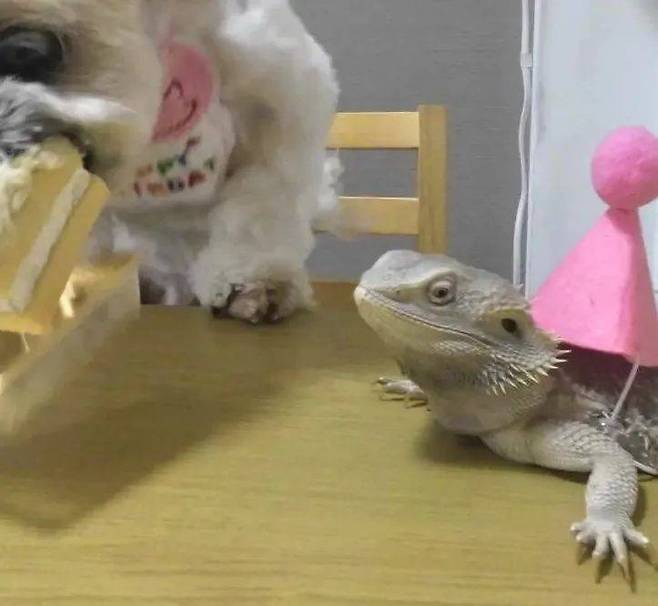 케이크는 내꺼야 생일 케이크 앞에서 진심을 보인 강아지 재미진