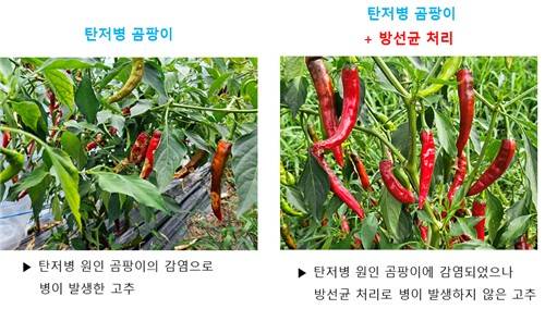 국내 자생 방선균에 고추 탄저병 농약 수준 방제효과 확인