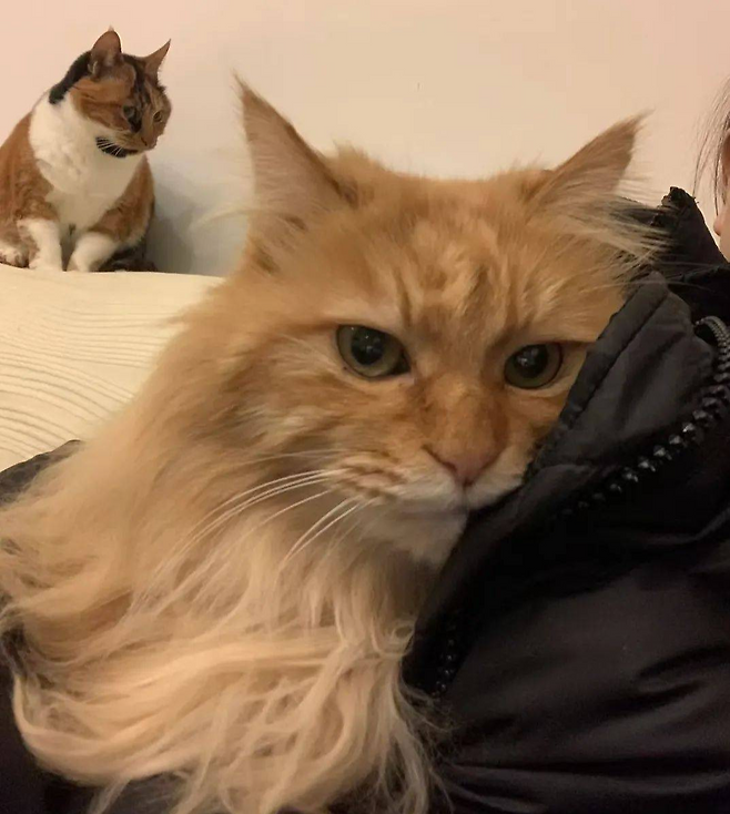 고양이 완다가 옷과 소파에 오줌을 쌌던 이유는 재미진