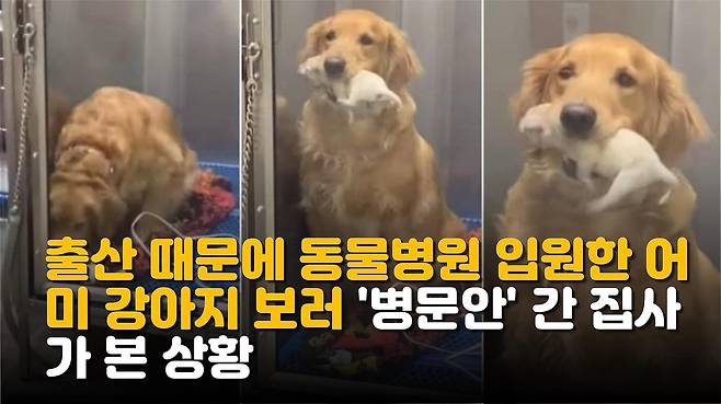 도대체 왜 이러고 있는지 이해하고 싶은 고양이의 이해불가 돌발 행동 애니멀 플래닛