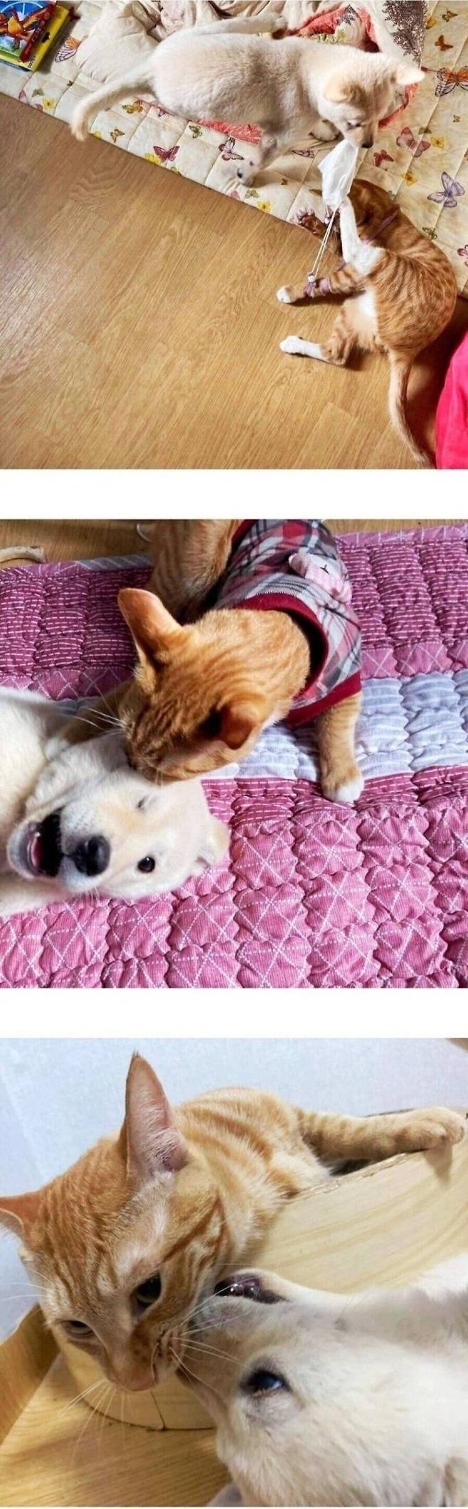 고양이만 키우던 집에 입양된 아기 댕댕이 에펨코리아