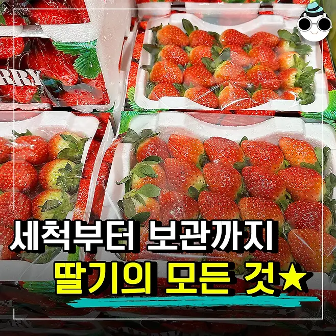 마트에서 딸기 고를 때 이거 딱 하나만 보면 된다고 밥심