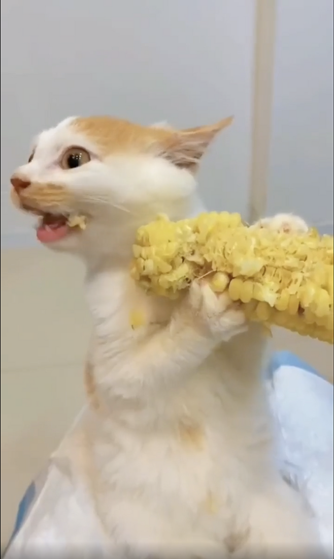 이렇게 맛있는 옥수수는 처음인 듯한 ㅇㅇㅇ의 표정은 디피펫