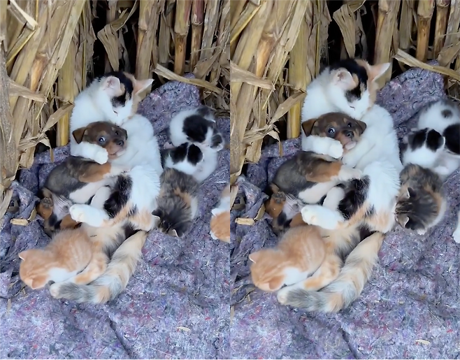 고양이 품에 안겨 그루밍 당하는 아기 강아지 디피펫