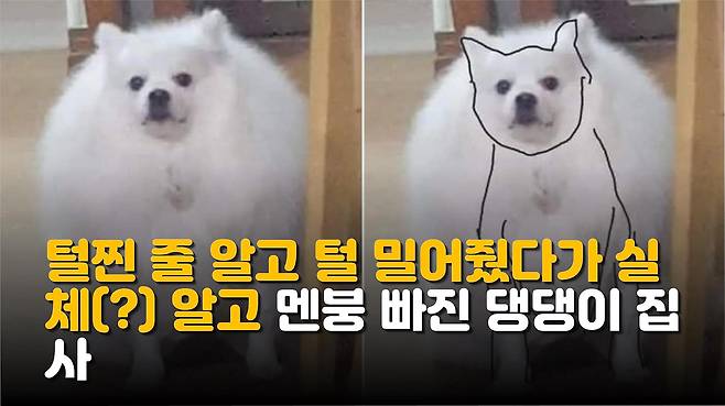 난로와 사랑에 빠졌는지 껌딱지처럼 찰싹 붙어서 꾸벅 꾸벅 조는 고양이 애니멀 플래닛