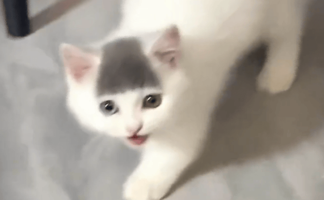 조로 가면 쓴 흑백 고양이 가족 깻잎 머리 고양이까지 흑백 고양이들을 소개합니다 재미진