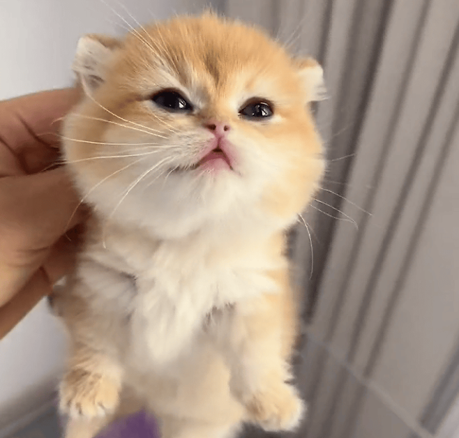깜짝 아픈 척 연기하는 귀여운 새끼 고양이 재미진