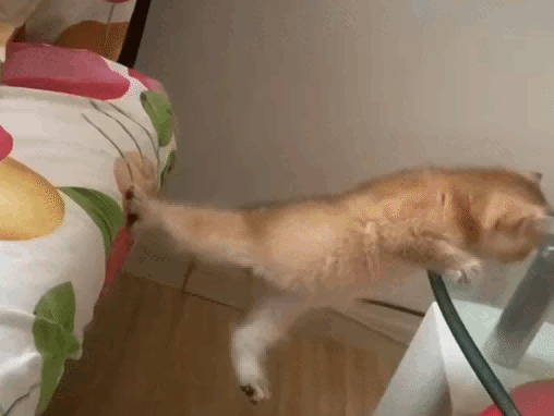 깜짝 아픈 척 연기하는 귀여운 새끼 고양이 재미진