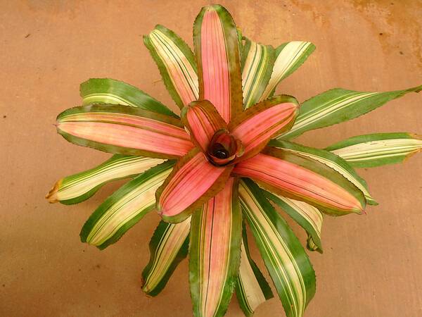 샘을 가진 신비로운 식물네오레겔리아blushing Bromeliad 생생비즈