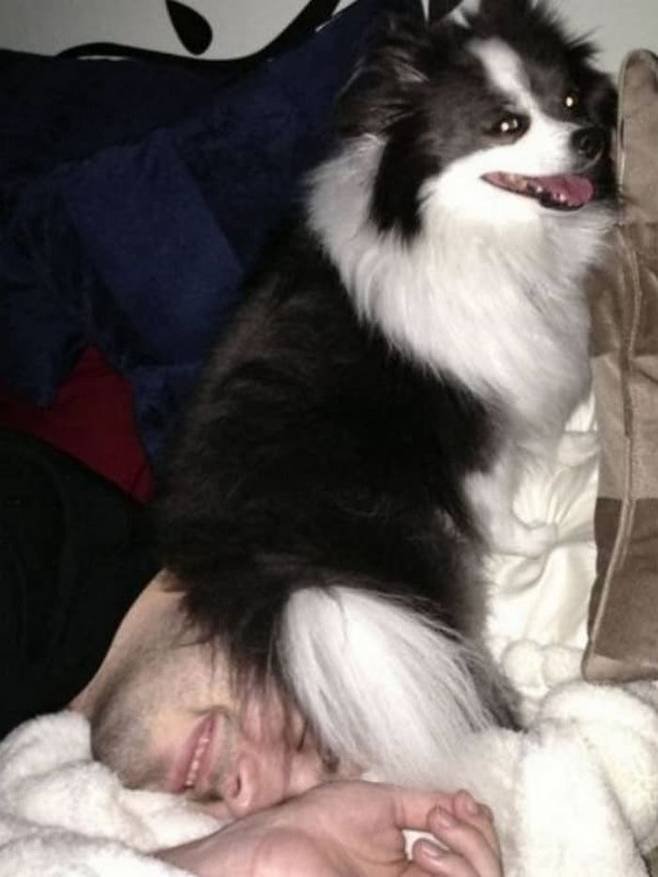 엉덩이 들이밀며 집사 얼굴 깔아뭉개는 강아지 행동 속에 숨은 무한 신뢰 증거 애니멀 플래닛