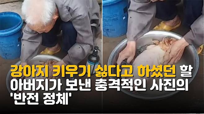 산통 끝에 새끼들 건강히 출산한 아내 꼭 껴안아주는 사랑꾼 남편 고양이 애니멀 플래닛