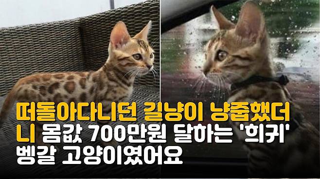 한파 속 꽁꽁 얼어붙은 호수 위에서 스케이트 타는 것 마냥 걷는 흰머리수리 애니멀 플래닛