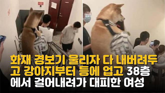 신기하게 바닥에 얼굴 콕 박고 세상 모르게 잔다는 고양이의 귀여운 뒷모습 애니멀 플래닛