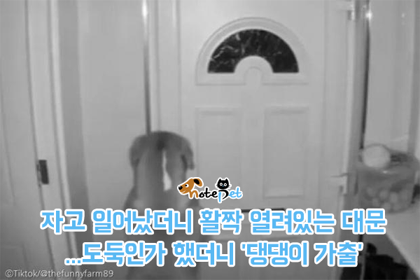 대형 고양이 주인에게 배고픈 아이처럼 보채는 호랑이 노트펫