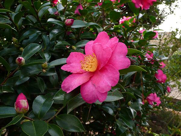 한겨울 화사한 꽃 그러나 겸손한애기동백나무sasanqua Camellia 생생비즈