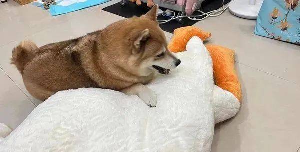 강아지에게 거위 인형을 선물하면 벌어지는 일 재미진