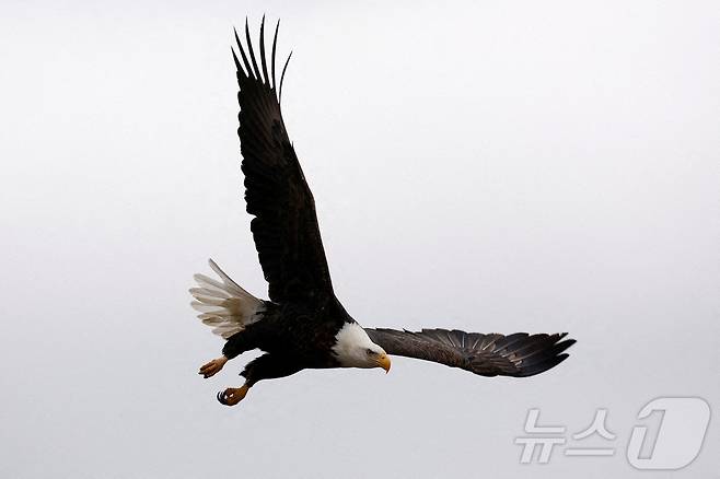 흰머리 독수리 미국 공식 국조로 지정됐다바이든 법안 서명