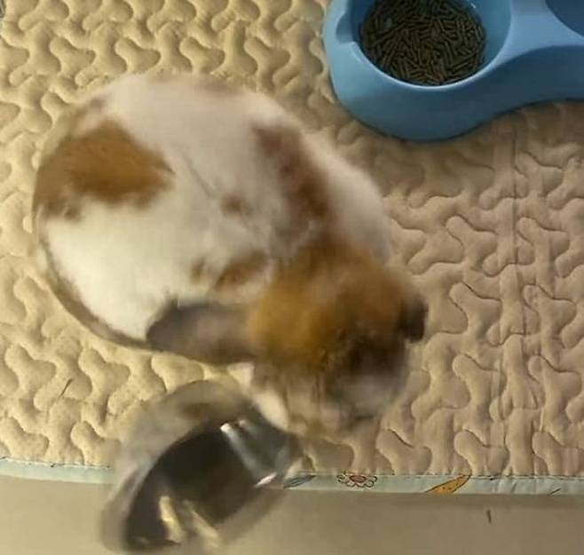 집사가 밥 못 먹게 그릇으로 덮어놓자 입으로 물어서 휙 던져 버리는 토끼 애니멀 플래닛