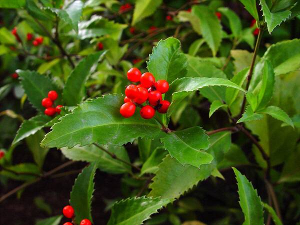 눈내린 겨울이면 매력을 뽐내는죽절초glabrous Sarcandra Herb 생생비즈