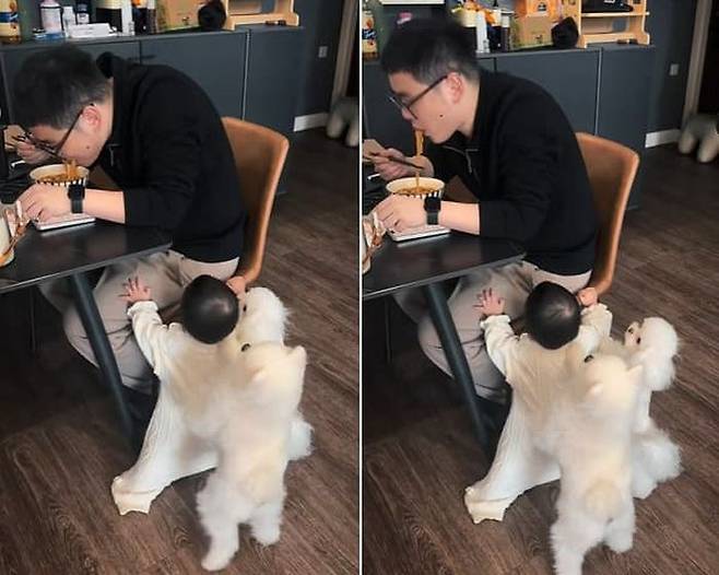 아빠가 라면 먹고 있자 한입 달라 우르르 몰려와 떼쓰는 아기랑 강아지들 애니멀 플래닛