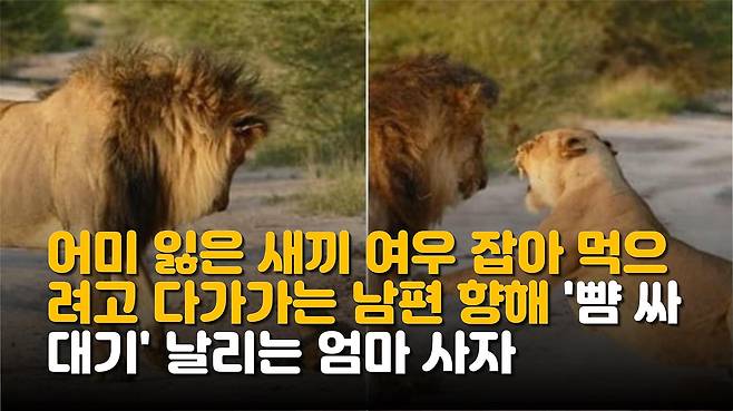 꼬마 집사가 병원 놀이 하자했더니 기꺼이 환자 되어준 강아지 애니멀 플래닛