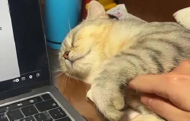 이 손은 내 거야 집사 팔에 찰싹 붙어 자는 고양이 재미진
