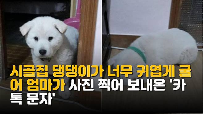 강아지가 너무 좋은지 혼자 열심히 그루밍해주는 아기 고양이의 짝사랑 애니멀 플래닛