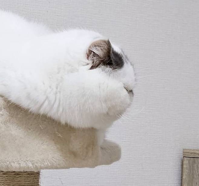 캣타워 위에 올라가서 잠든 고양이의 귀엽고 사랑스러운 오동통 볼살 애니멀 플래닛