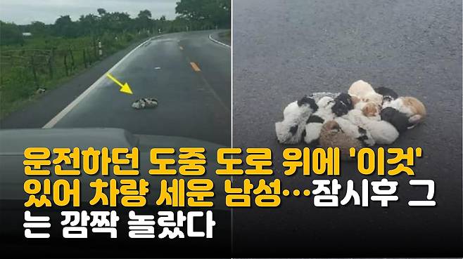 손 손 엥천재견인 줄 알고 앞발 달라고 했다가 멘붕 온 이유 애니멀 플래닛