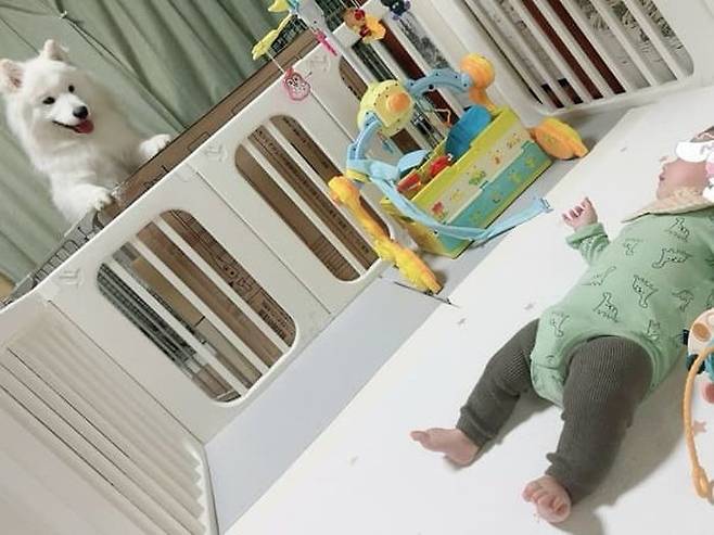 아기 잘 놀고 있는지 걱정돼 두 발로 벌떡 일어서서 확인하는 천사 강아지 애니멀 플래닛
