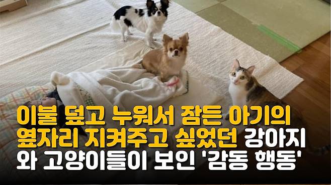 1주일 동안 주차장에 차 사용하지 않고 그대로 놔두면 볼 수 있는 흔한 모습 애니멀 플래닛