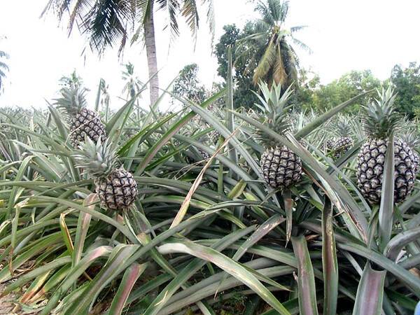 미래를 즐기는 만족스러운 삶아나나스variegated Pineapple 생생비즈