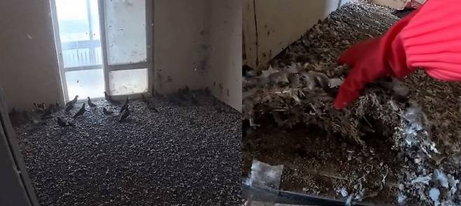배설물 잔뜩 알까지 남겨” 비둘기 떼가 2년간 점령한 방 ‘충격